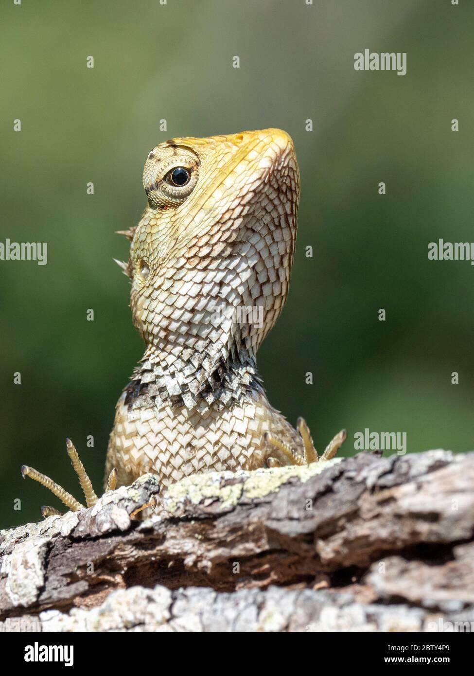 An adult Eastern garden lizard (Calotes versicolor versicolor ...