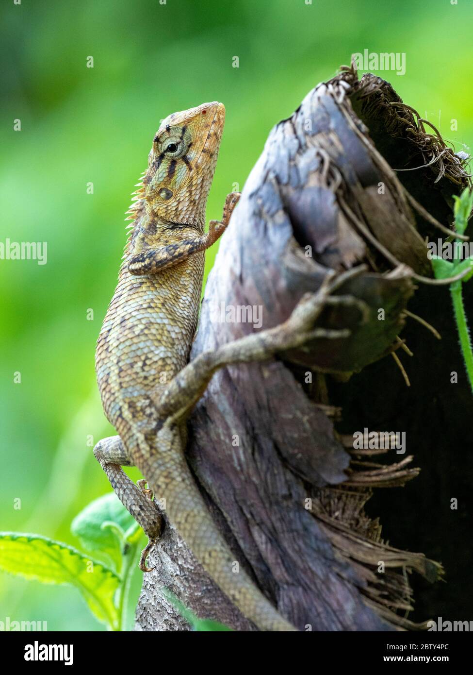 An adult Eastern garden lizard (Calotes versicolor versicolor), in the ...