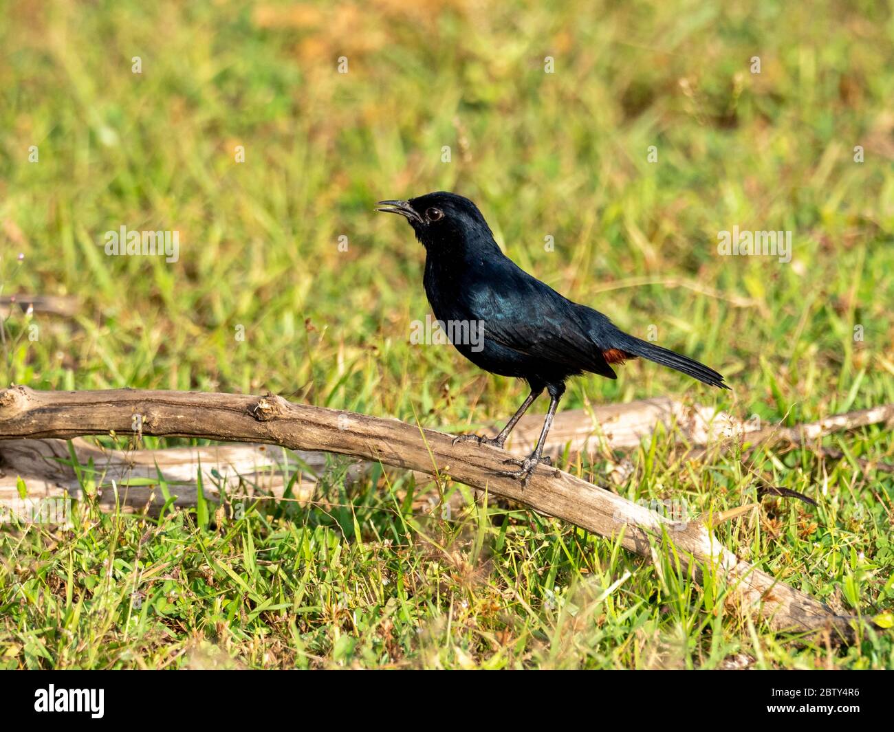 Adult Indian robin (Copsychus fulicatus), on the ground, Yala National ...