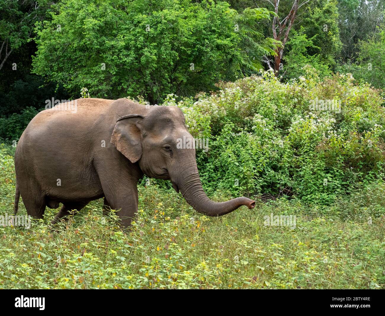 Asian elephant eating tree hi-res stock photography and images - Alamy