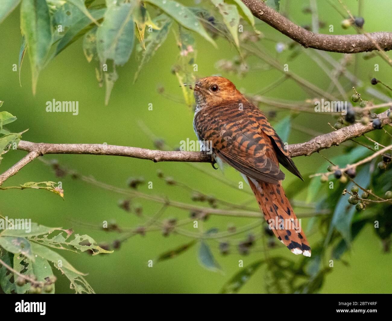 Adult grey-bellied cuckoo (Cacomantis passerinus), Udawalawe National ...