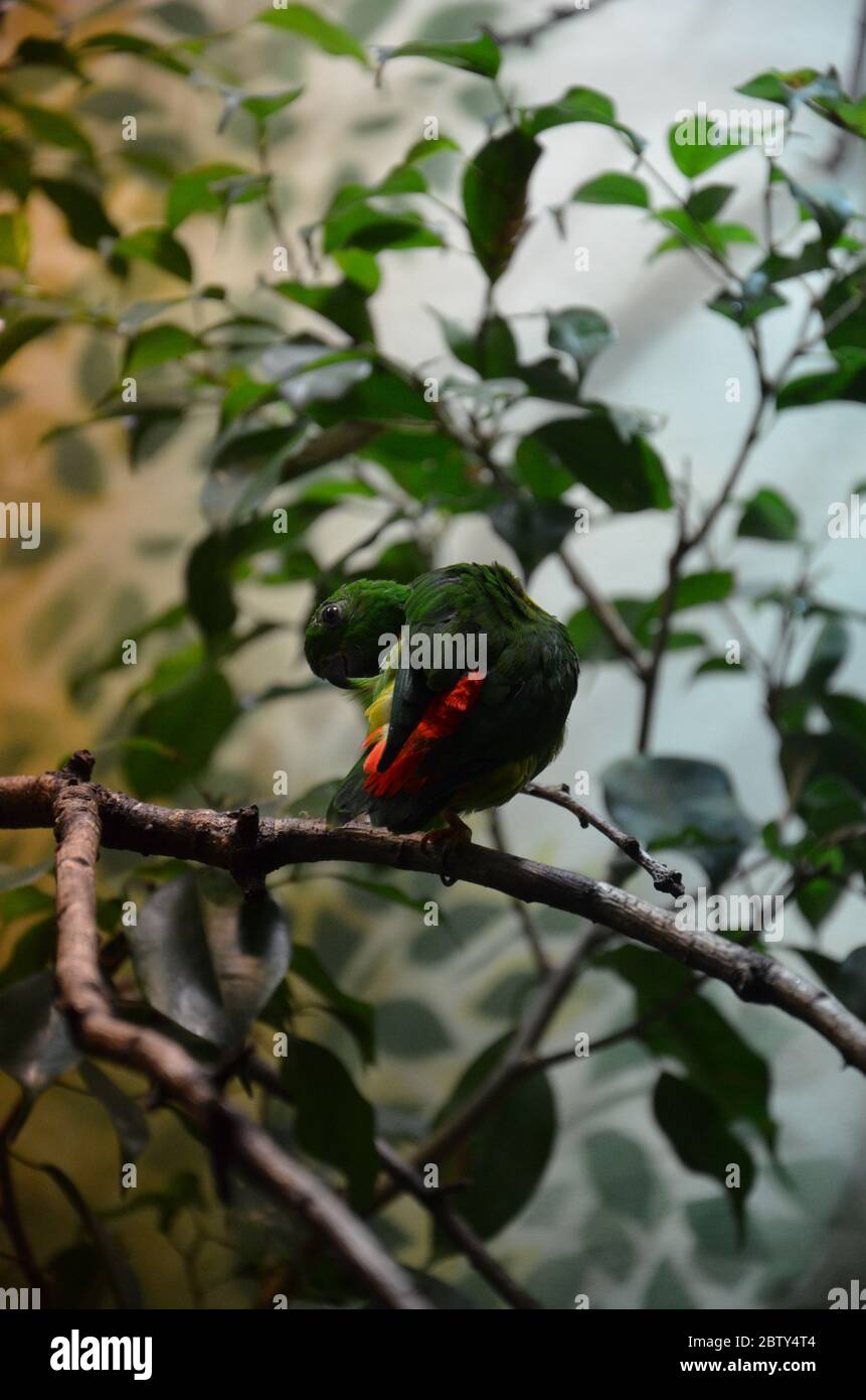 Green Colorful Bird (Vernal Hanging Parrot Stock Photo - Alamy