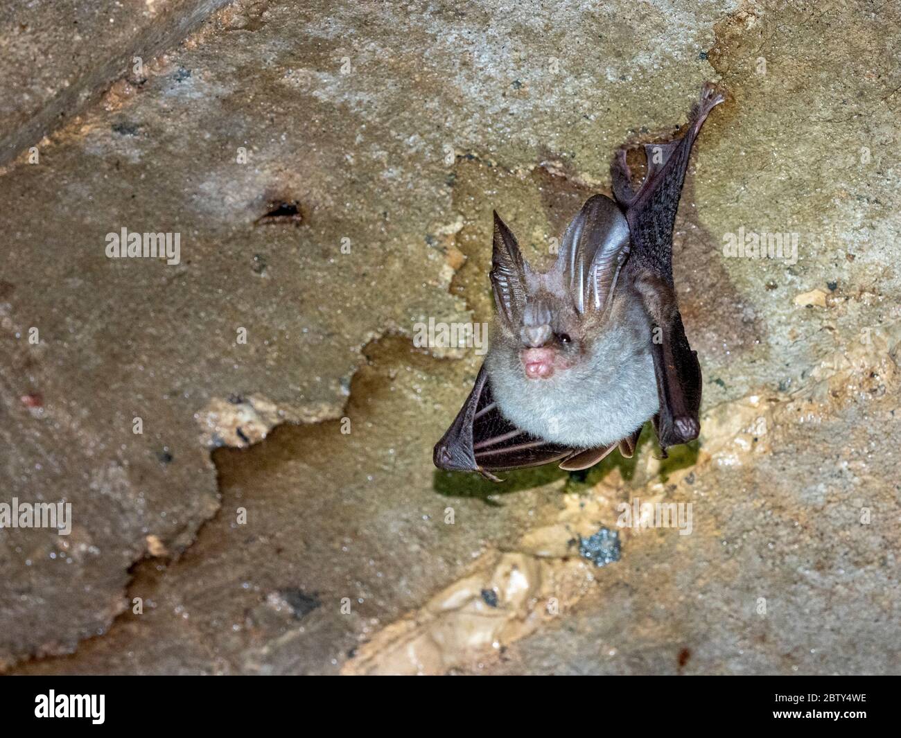 False Vampire Bat