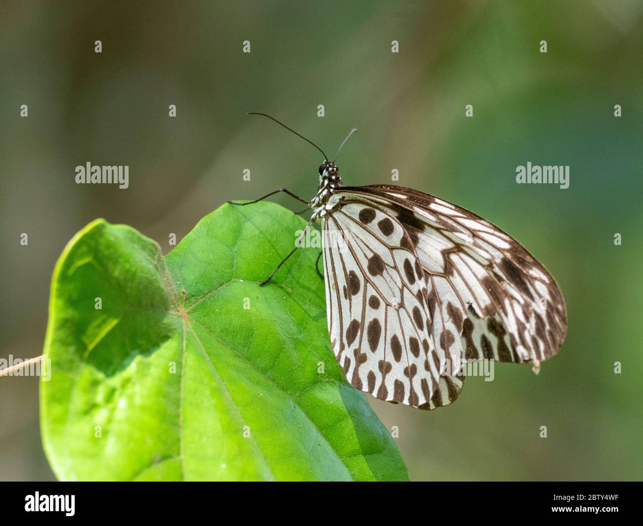 Sri lankan tree nymph hi-res stock photography and images - Alamy