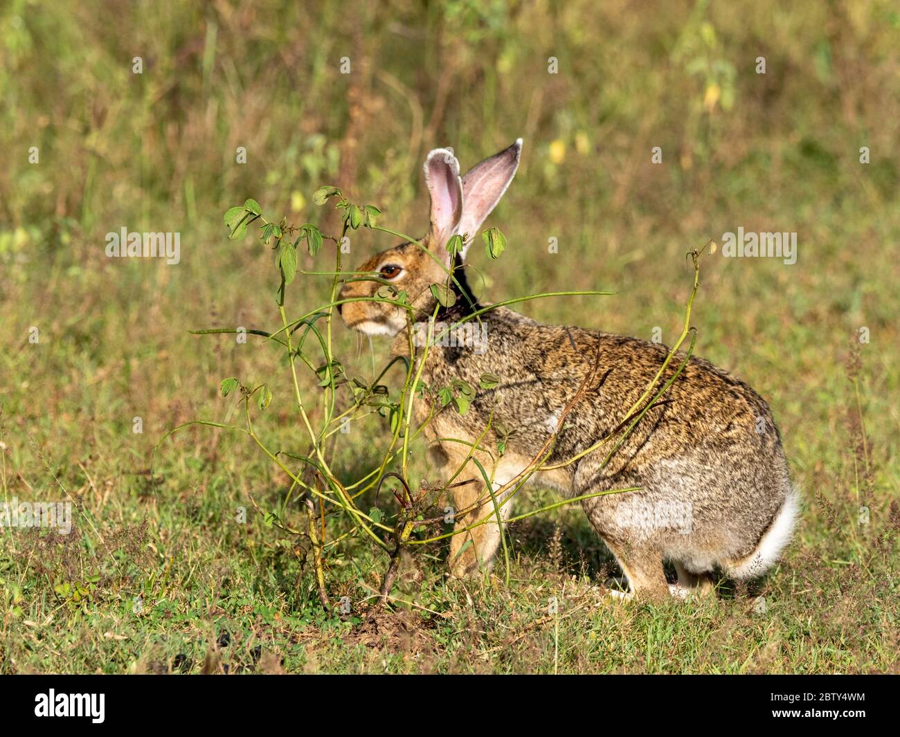 An adult Indian hare (Lepus nigricollis), foraging in Yala National ...