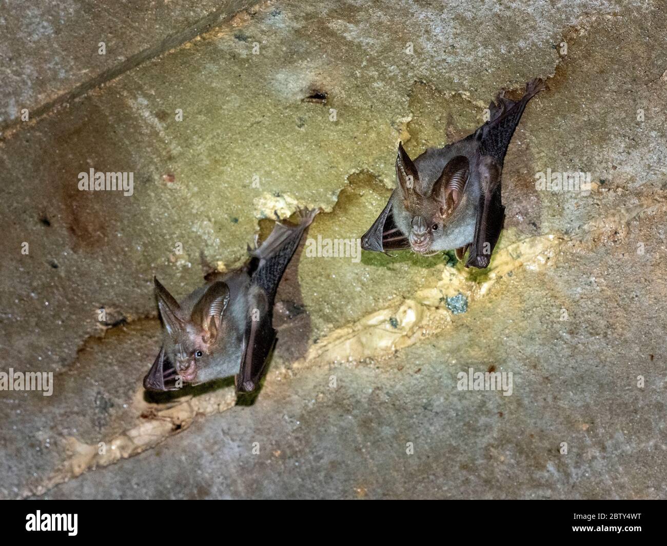 False vampire bats hi-res stock photography and images - Alamy