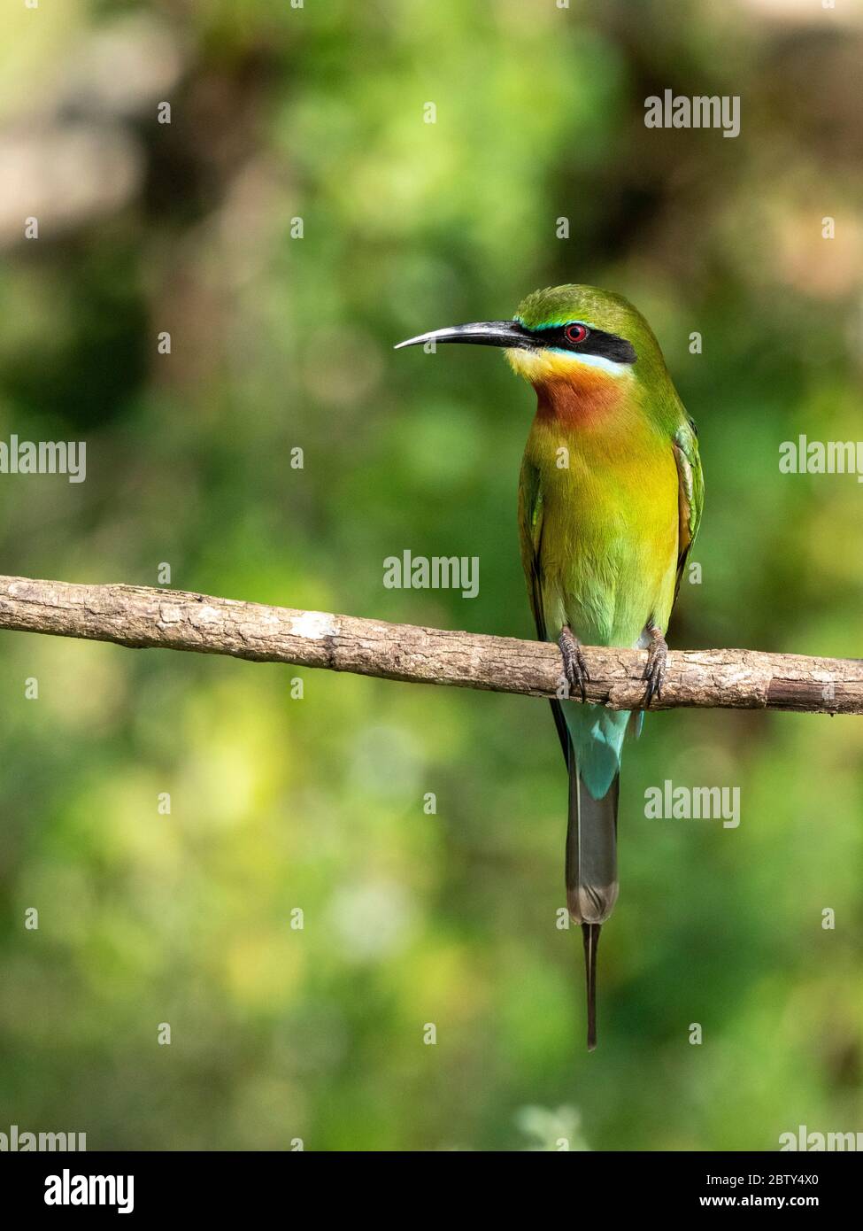 An adult blue-tailed bee-eater (Merops philippinus) perched in Yala ...