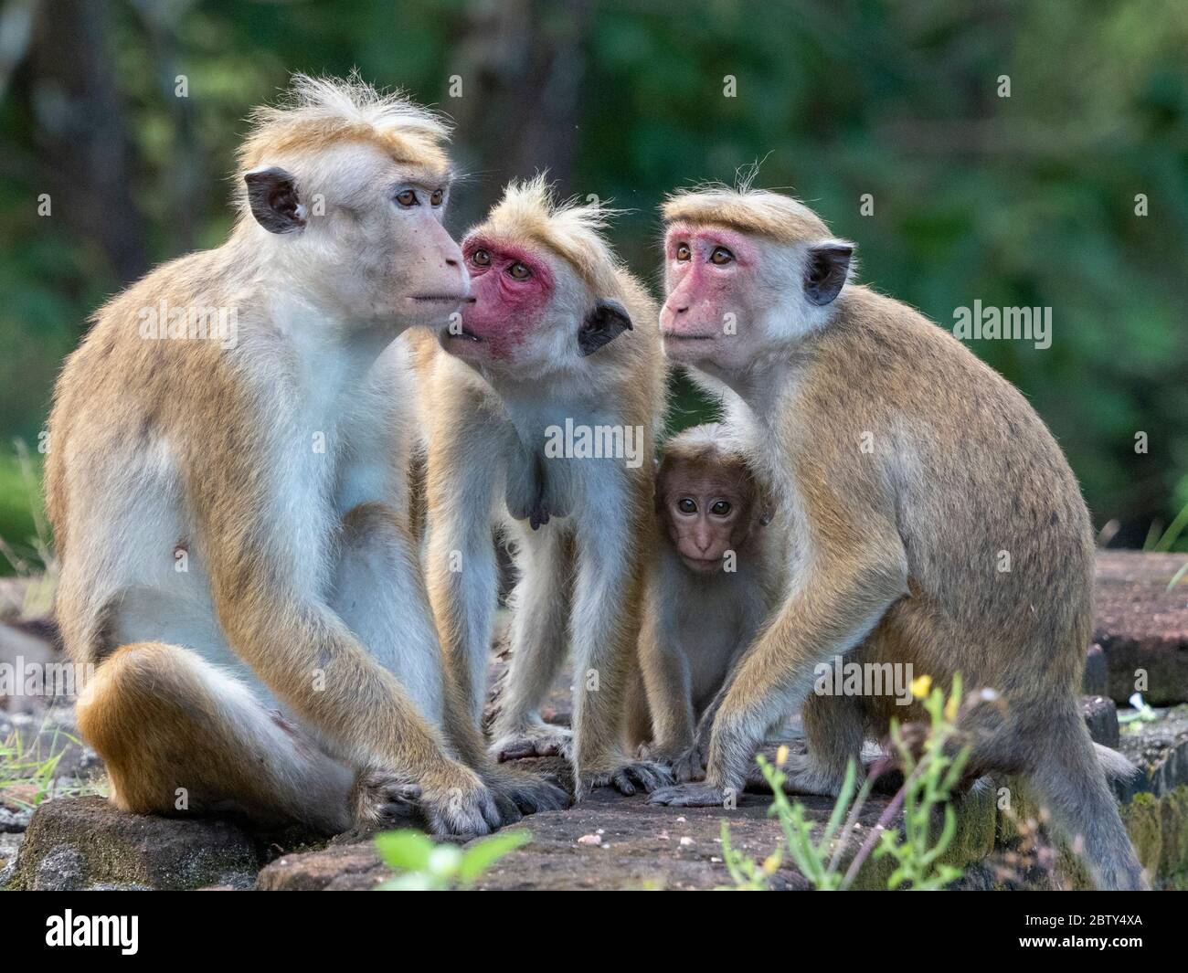 A Toque macaque (Macaca sinica) troop in Polonnaruwa, Sri Lanka, Asia ...