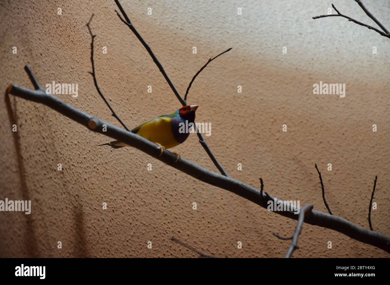Lady gouldian finch hi-res stock photography and images - Alamy