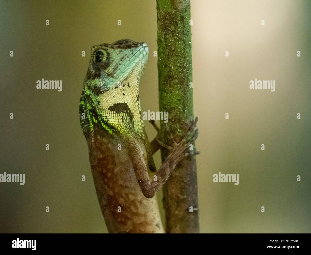 An adult male Sri Lankan kangaroo lizard (Otocryptis weigmani), in the ...