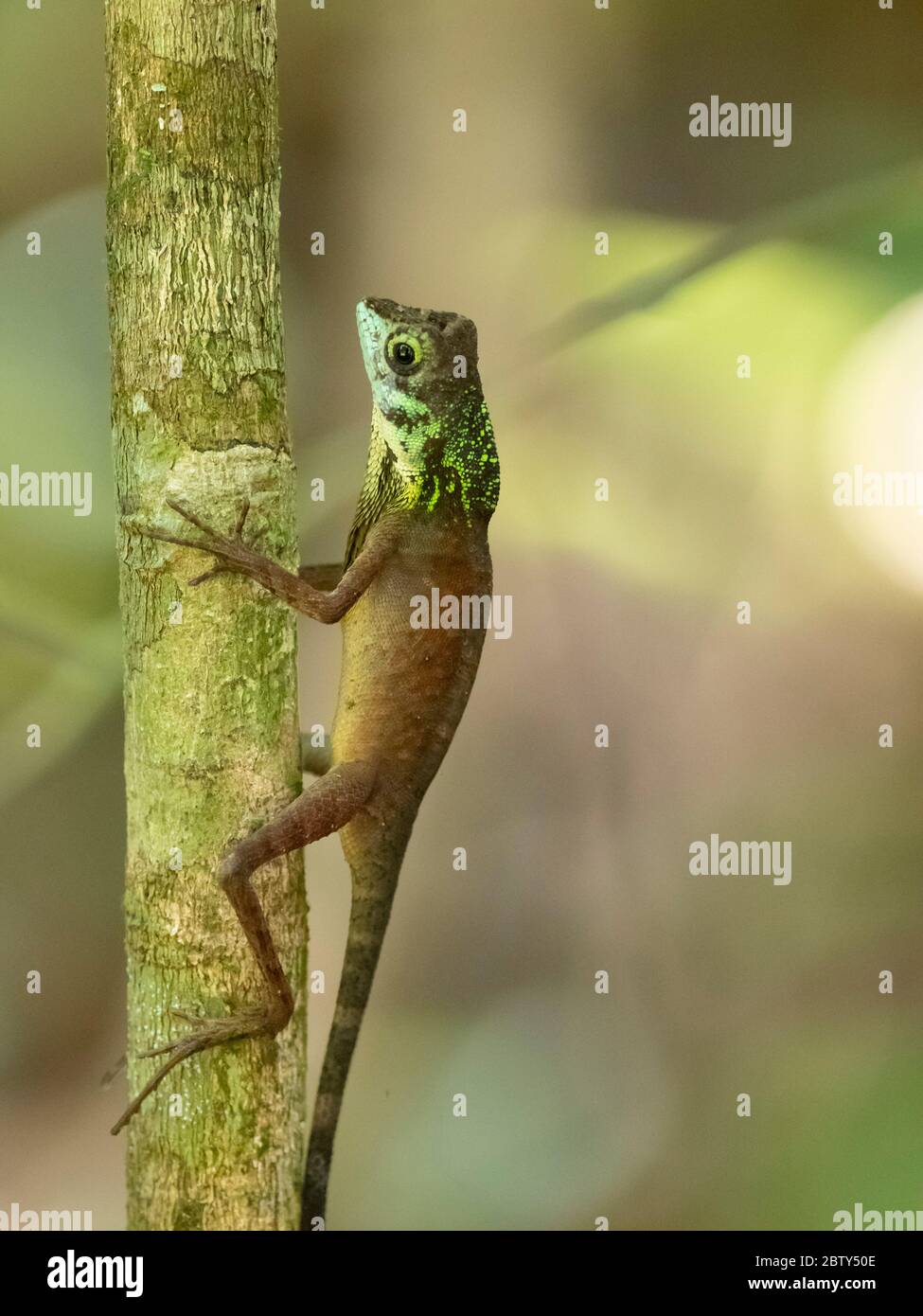 An adult male Sri Lankan kangaroo lizard (Otocryptis weigmani), in the ...