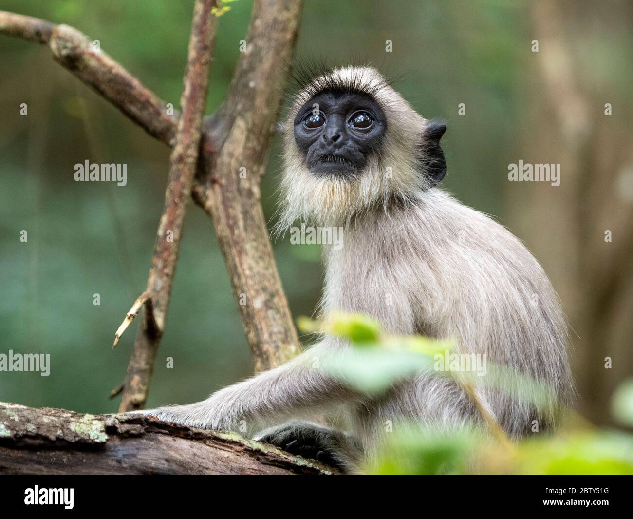 A young tufted gray langur (Semnopithecus priam), in Polonnaruwa ...
