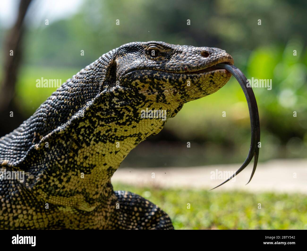 An Adult Asian Water Monitor Varanus Salvator Near Polonnaruwa Sri