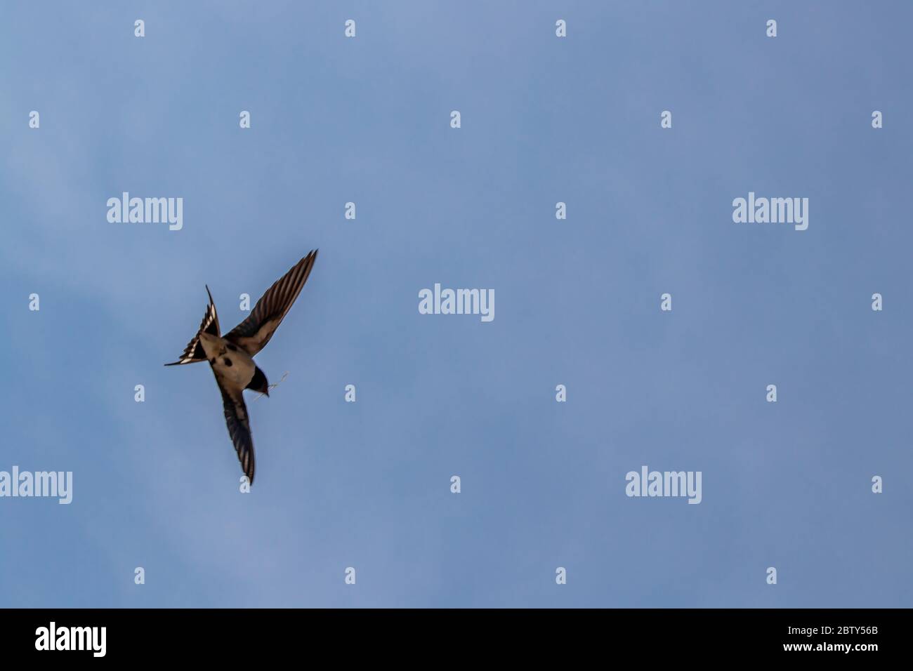 Barn swallow flying, close up Stock Photo - Alamy