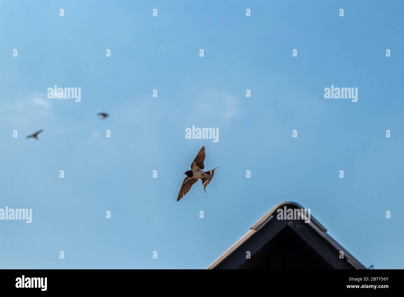 Barn swallow during flying, close up Stock Photo - Alamy