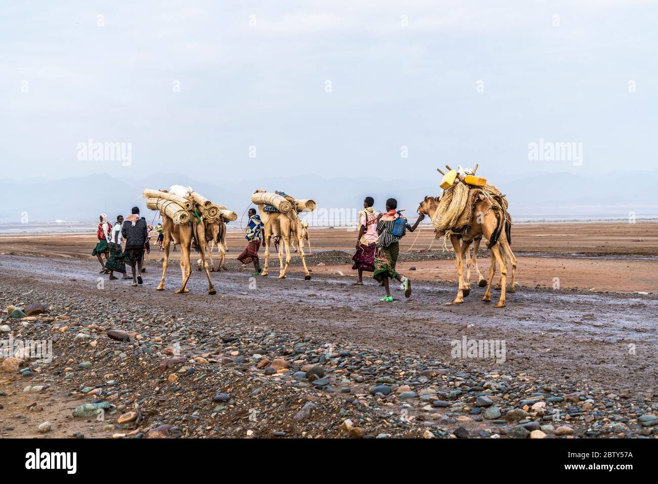 Camels caravan marching to salt mines, Dallol, Danakil Depression, Afar ...