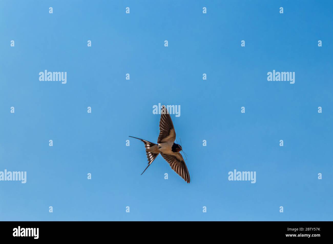 Barn swallow flying through air, close up Stock Photo - Alamy