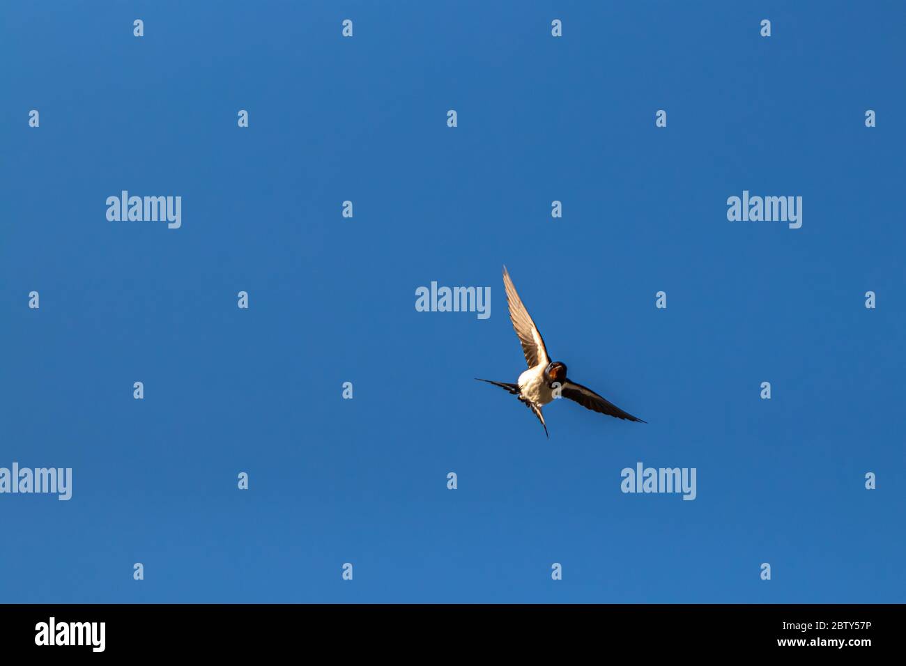 Barn swallow flying through air Stock Photo - Alamy