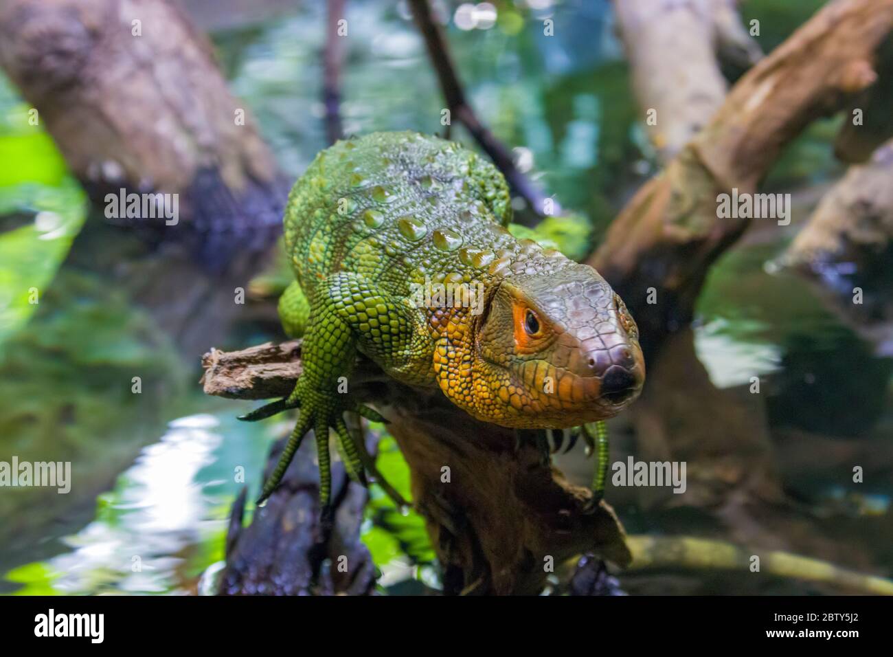 Caiman lizards hi-res stock photography and images - Alamy
