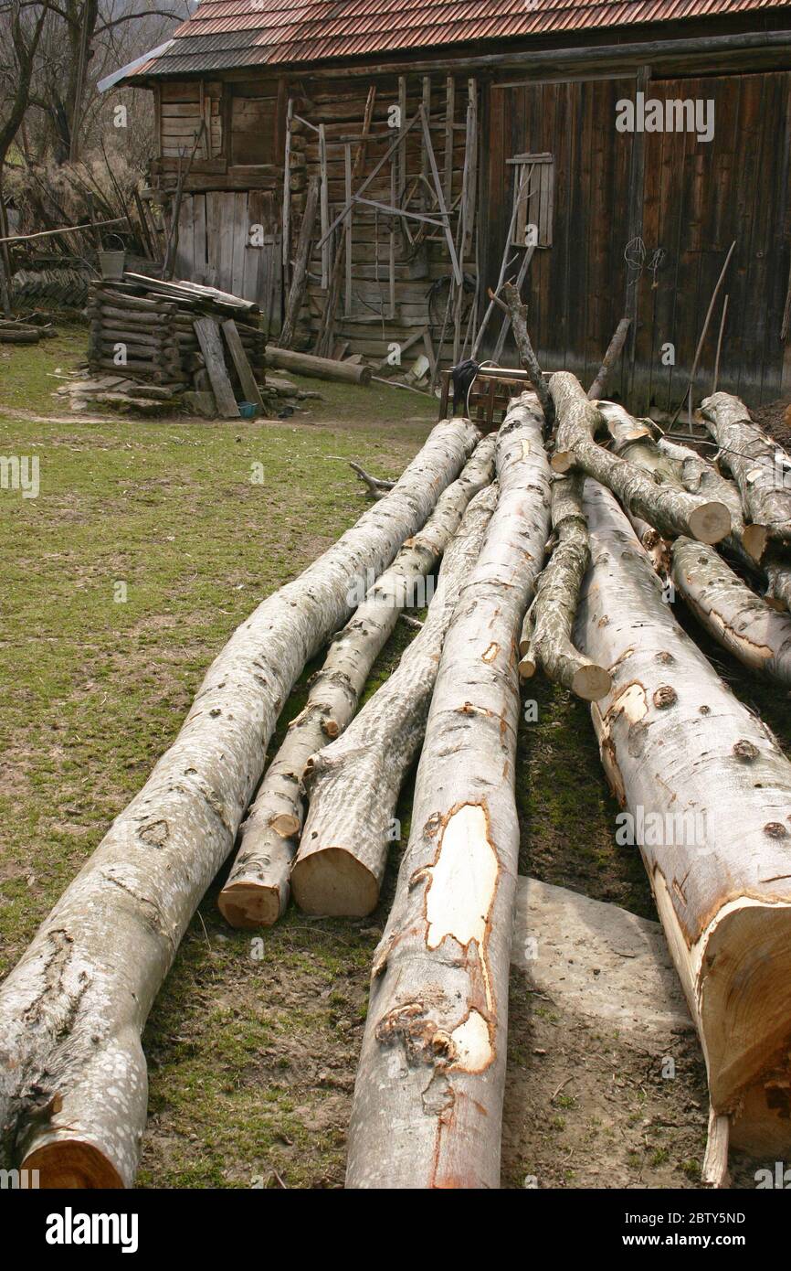 Cut tree trunks in a yard in Romania's countryside Stock Photo - Alamy