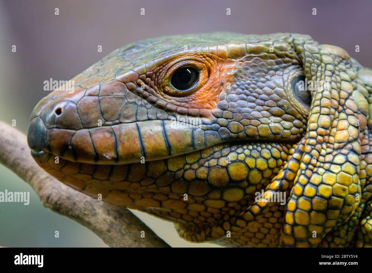 Northern caiman lizard dracaena guianensis hi-res stock photography and ...