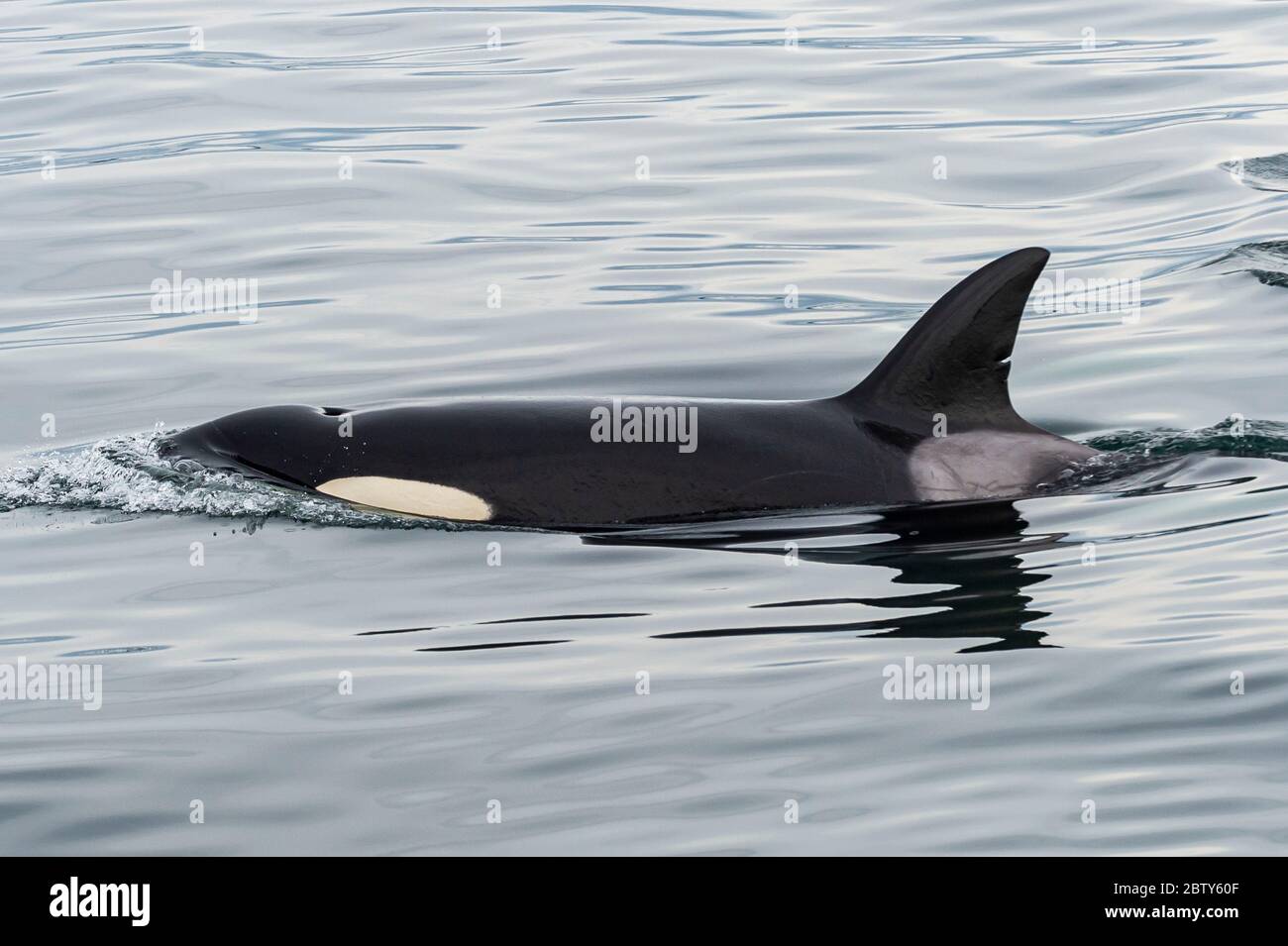 Killer whales (orca) (Orcinus orca), San Juan islands, Washington State ...