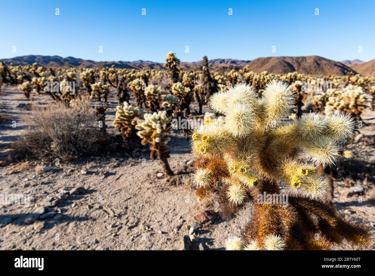 Cholla Cactus Garden, Joshua Tree National Park, California, United ...