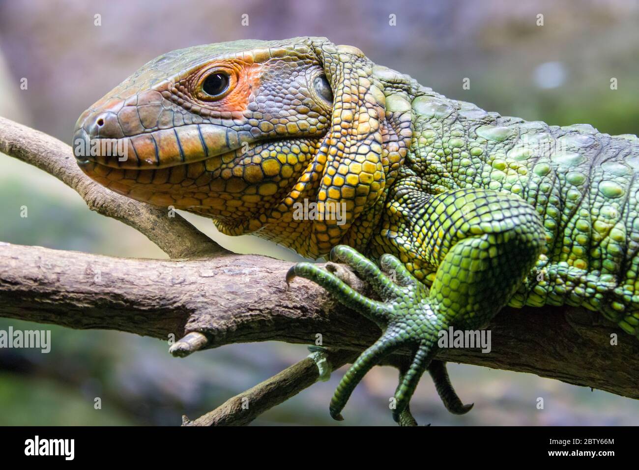 The Northern caiman lizard lies on the trunk. It is a species of lizard ...