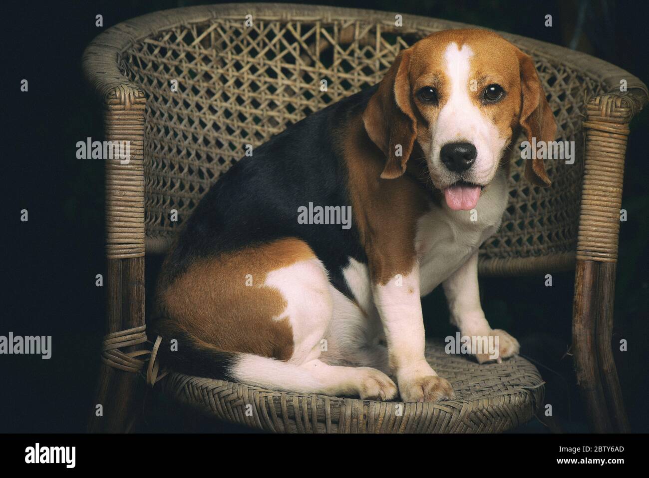 Small hound cute beagle dog sitting on chair hi-res stock photography ...
