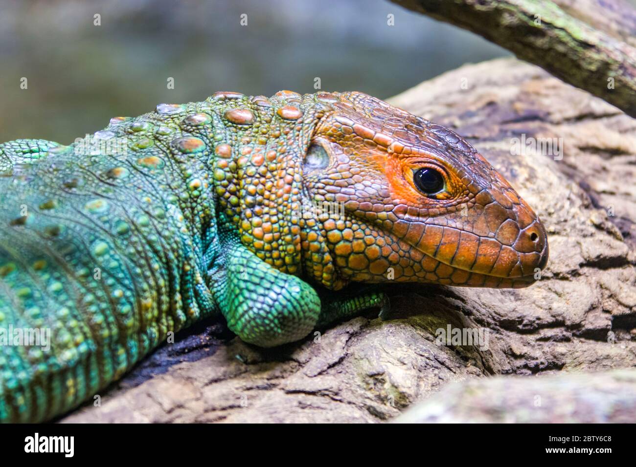 Caiman Lizard Full Grown
