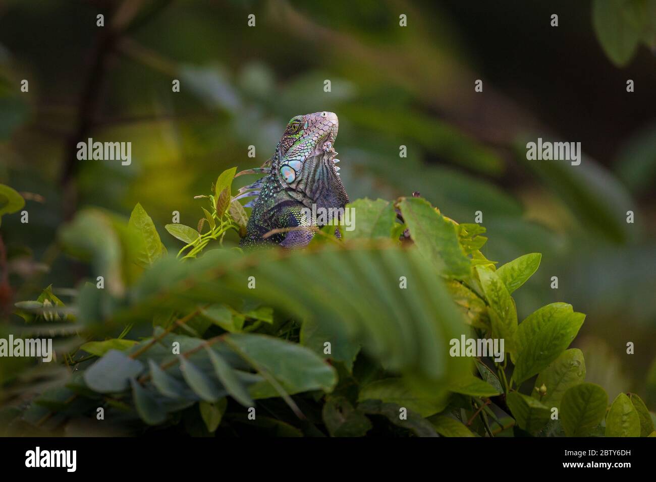 Green Iguana, Iguana iguana, in the lush rainforest beside Rio Chagres ...
