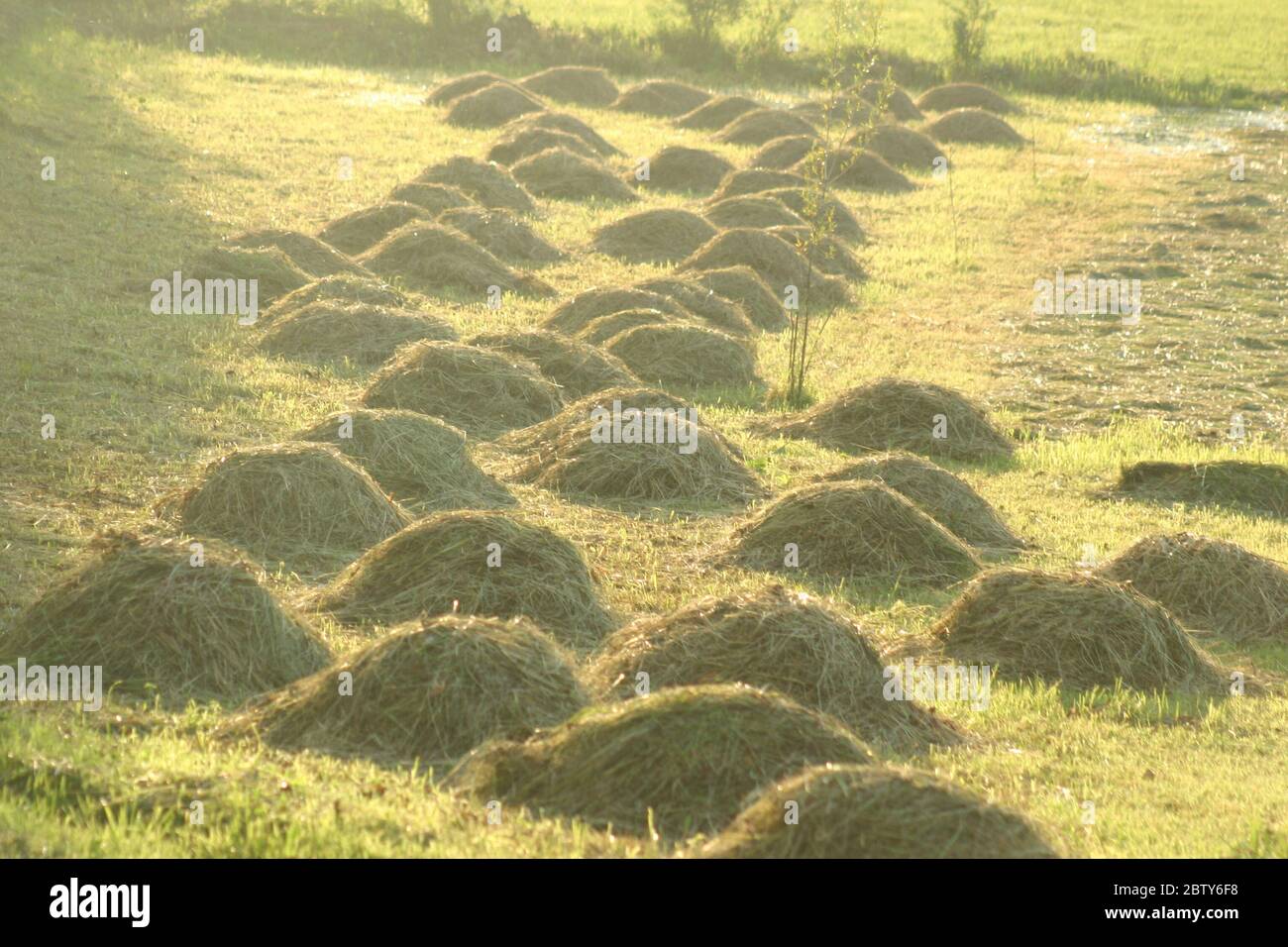 Piles of cut grass drying in the sun on a field in Romania Stock Photo ...