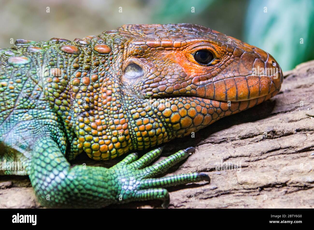 The Northern caiman lizard lies on the trunk. It is a species of lizard ...