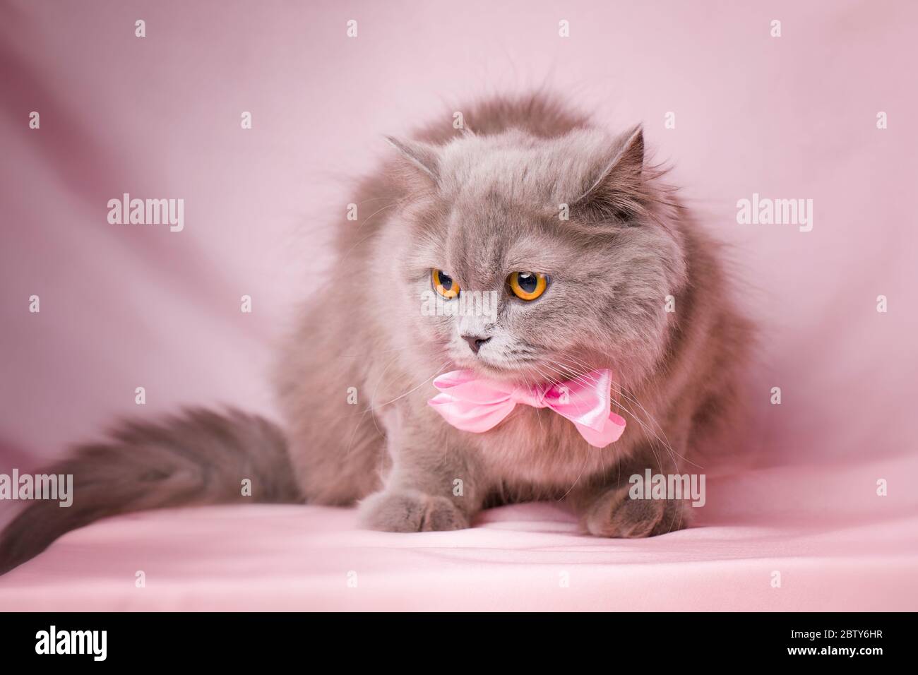 Cute British longhair cat, with elegant pink bow tie Stock Photo - Alamy