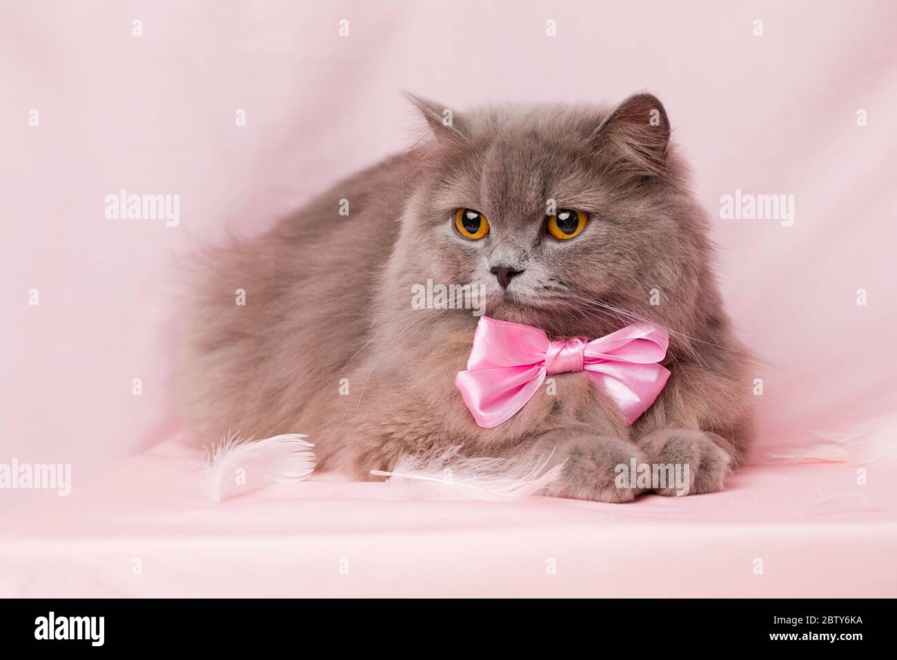 Black white british longhair hi-res stock photography and images - Alamy