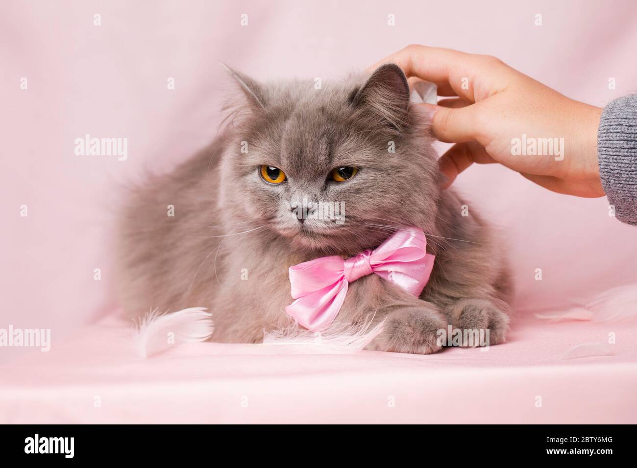 Cute British longhair cat, with elegant pink bow tie Stock Photo - Alamy