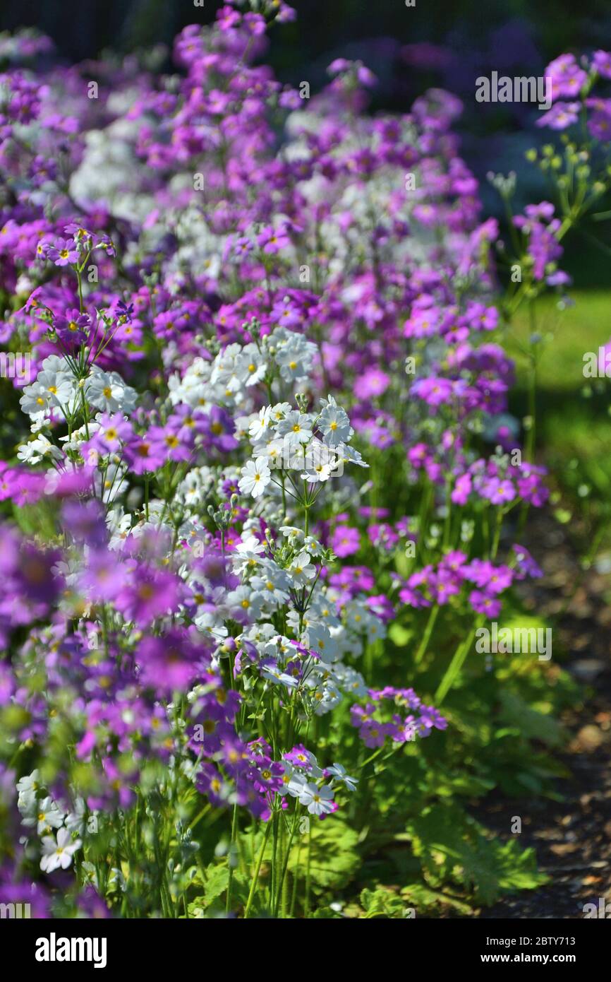 Spring Primula malacoides Lollipop flowers in australian park Stock ...