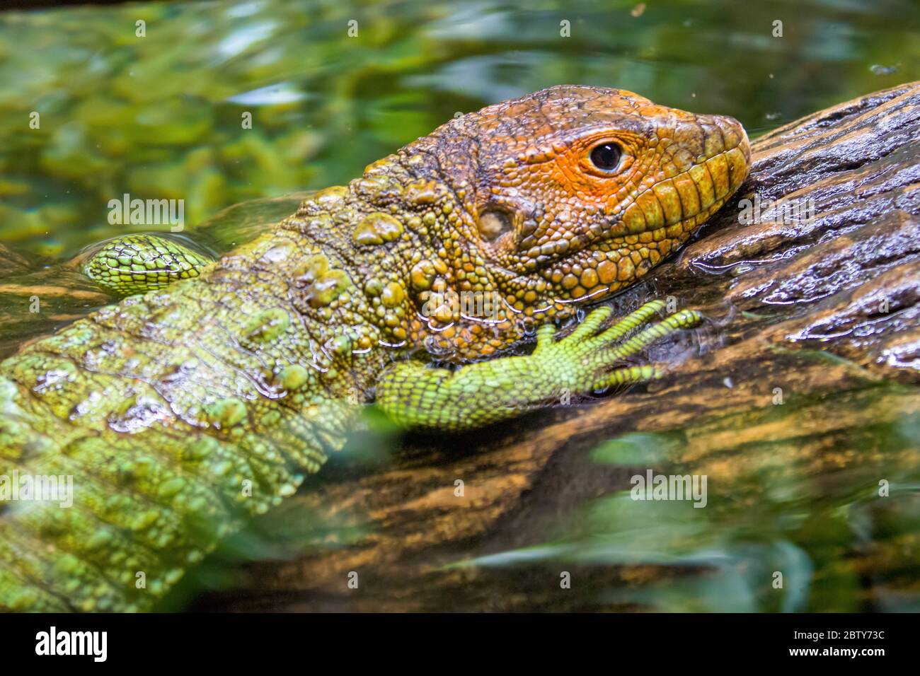 Northern caiman lizard dracaena guianensis hi-res stock photography and ...