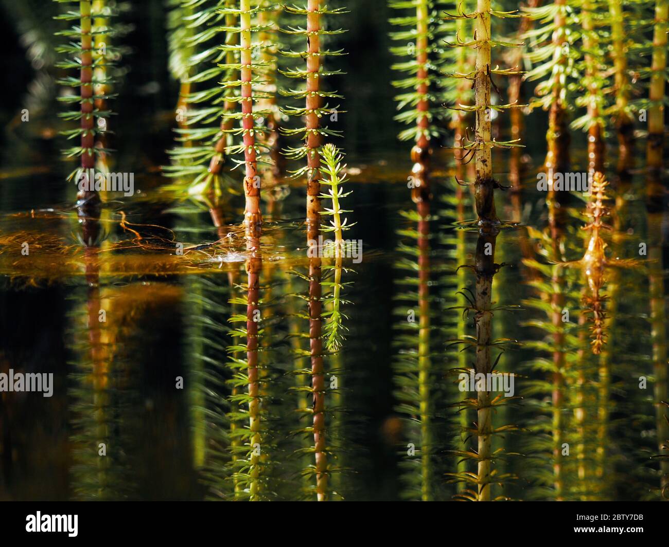 Water plant reflecting in garden lake Stock Photo - Alamy