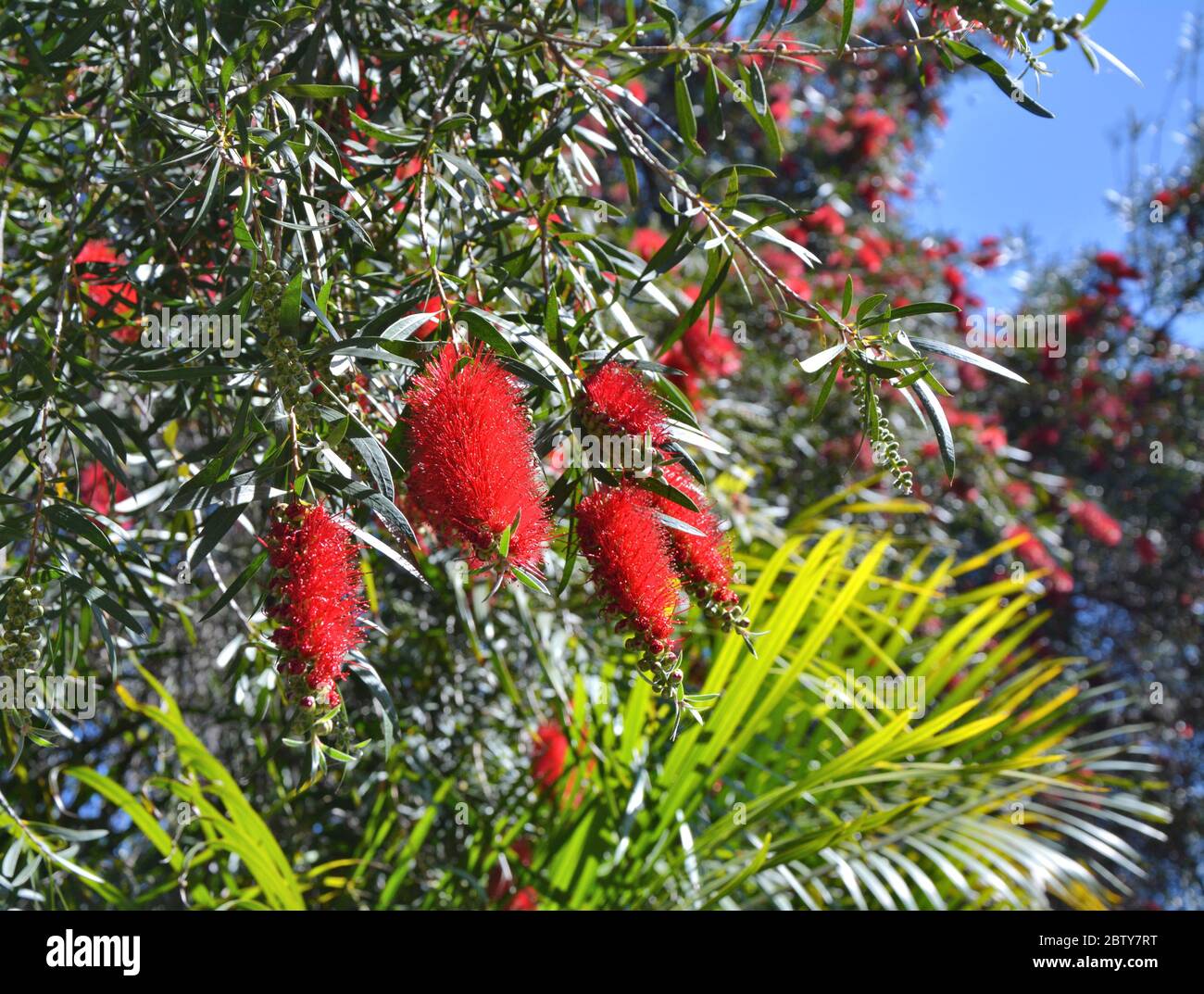 Red bottle brush plants hi-res stock photography and images - Alamy