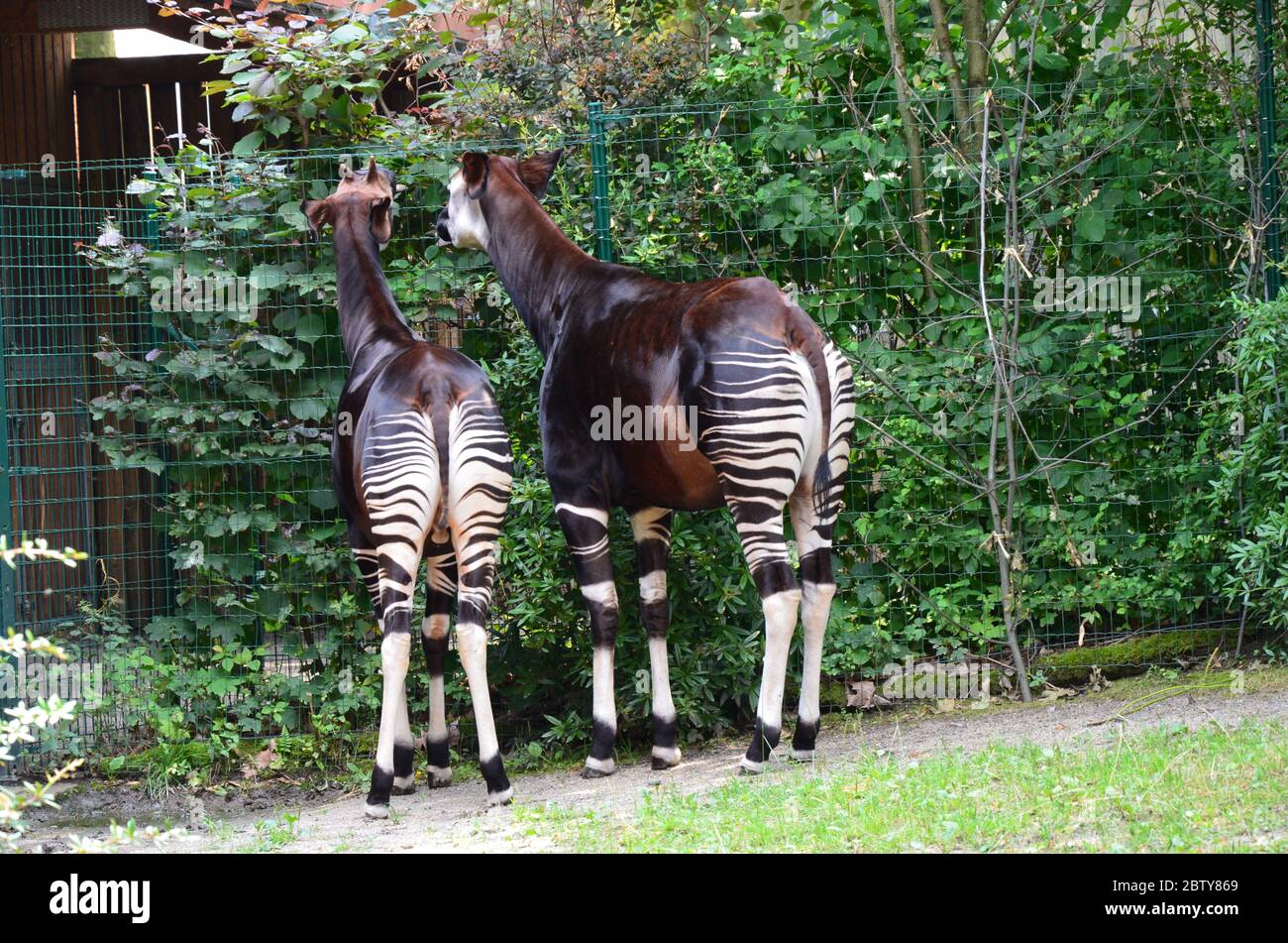 Portrait of okapi (Okapia johnstoni Stock Photo - Alamy
