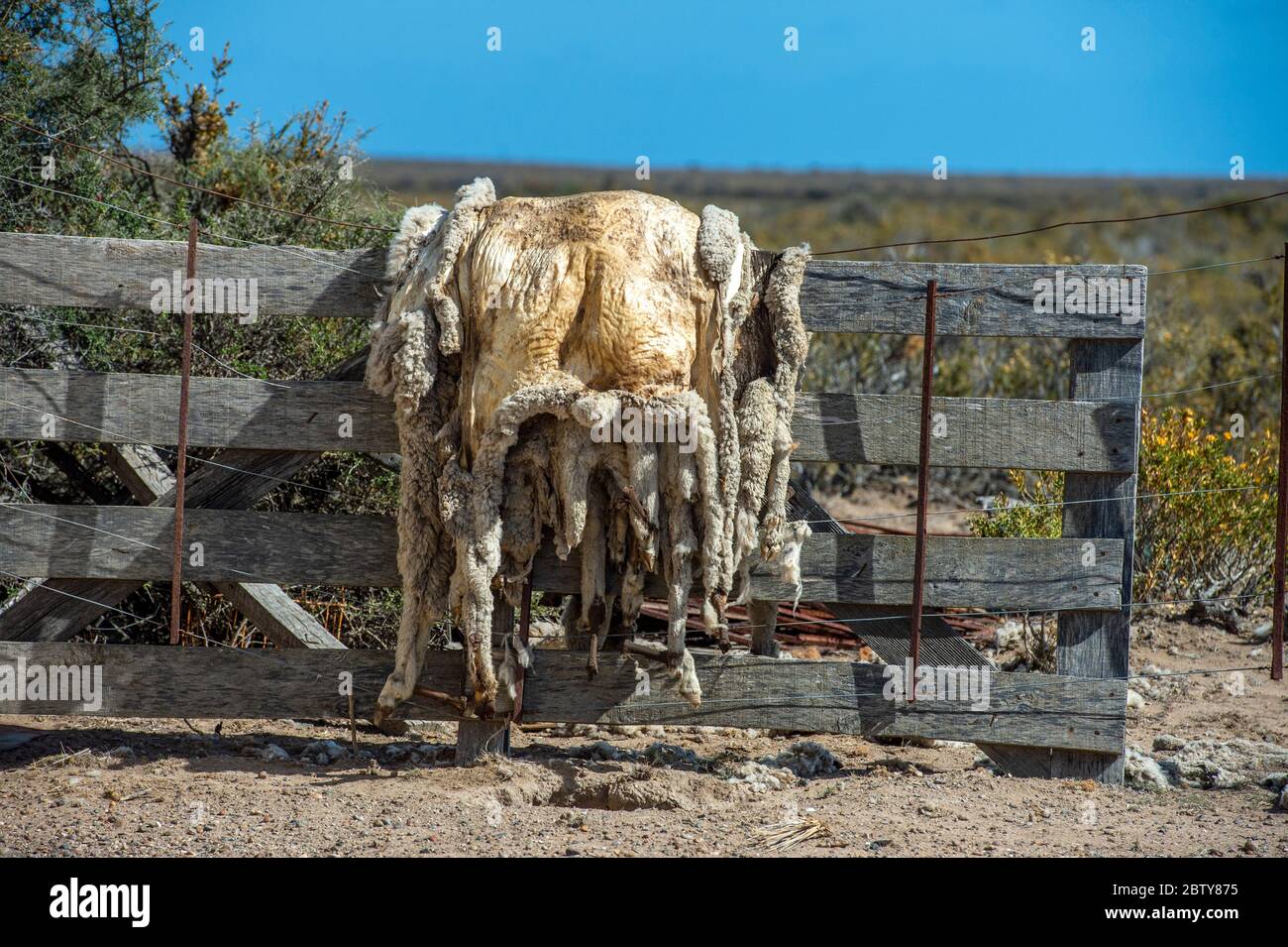 Sheepskin hanging hi-res stock photography and images - Alamy
