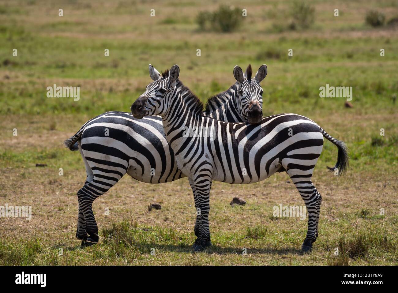 Zebras hugging hi-res stock photography and images - Alamy