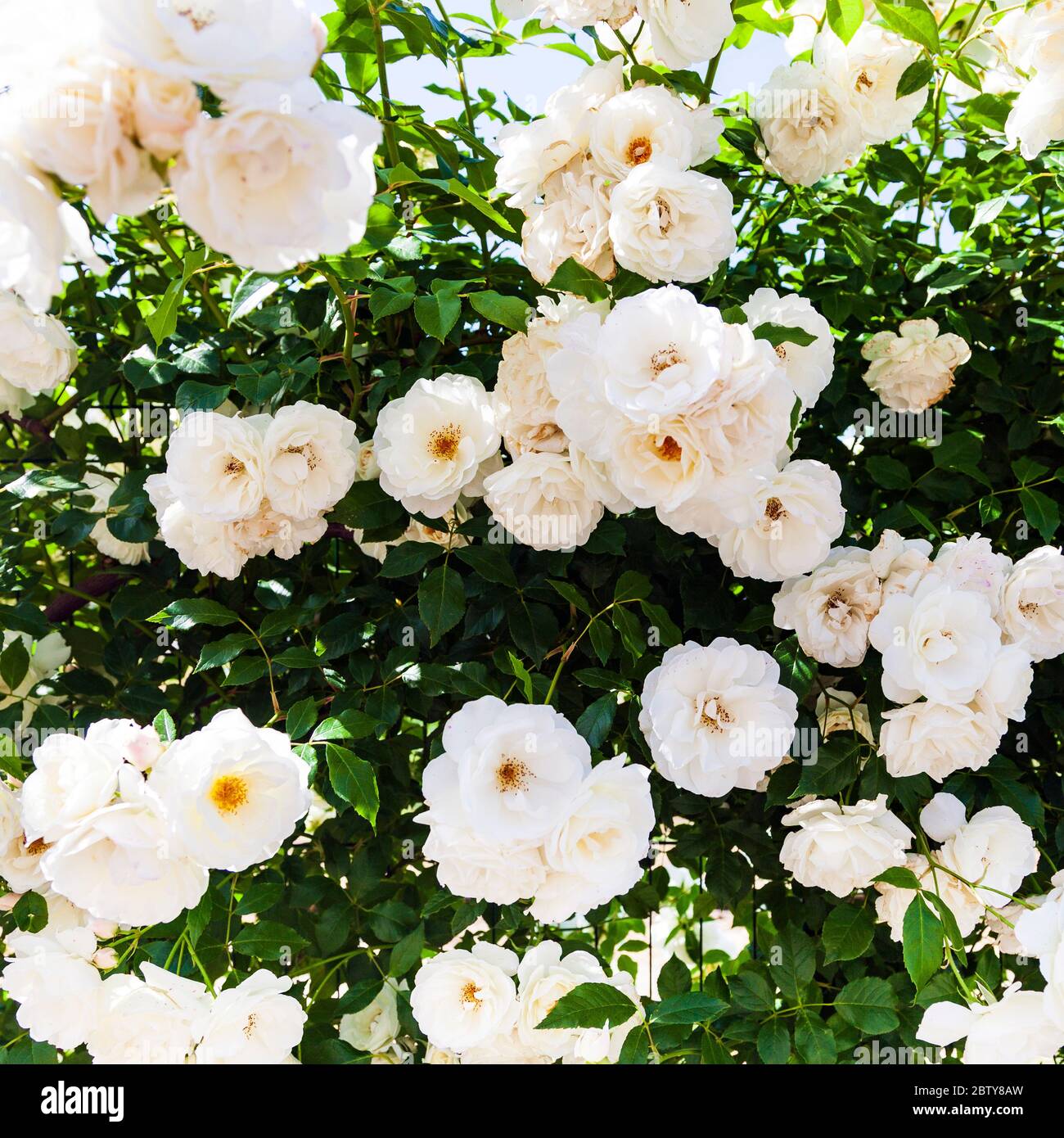 White climbing roses close-up. Summer flowers on a sunny day ...