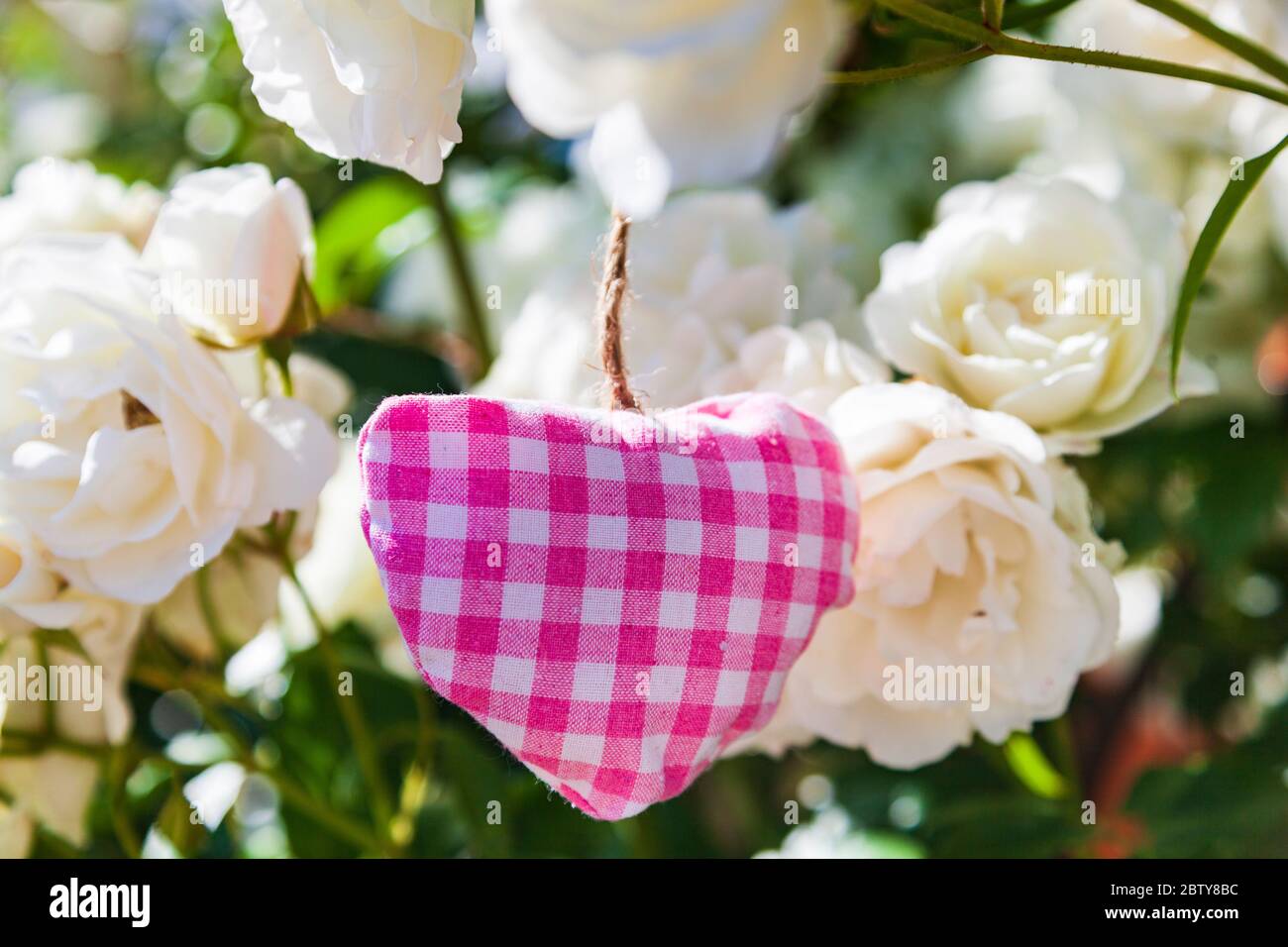 Pink heart and white roses in the garden. Symbol of love and beautiful ...