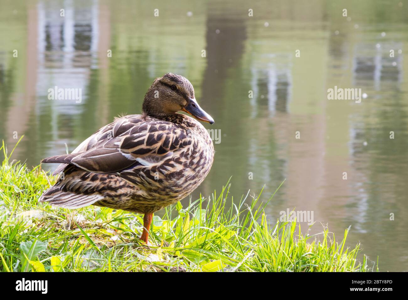 One leg standing duck hi-res stock photography and images - Alamy