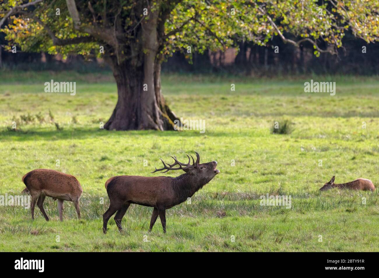 Red Deer, Killarney National Park, County Kerry, Munster, Republic of ...
