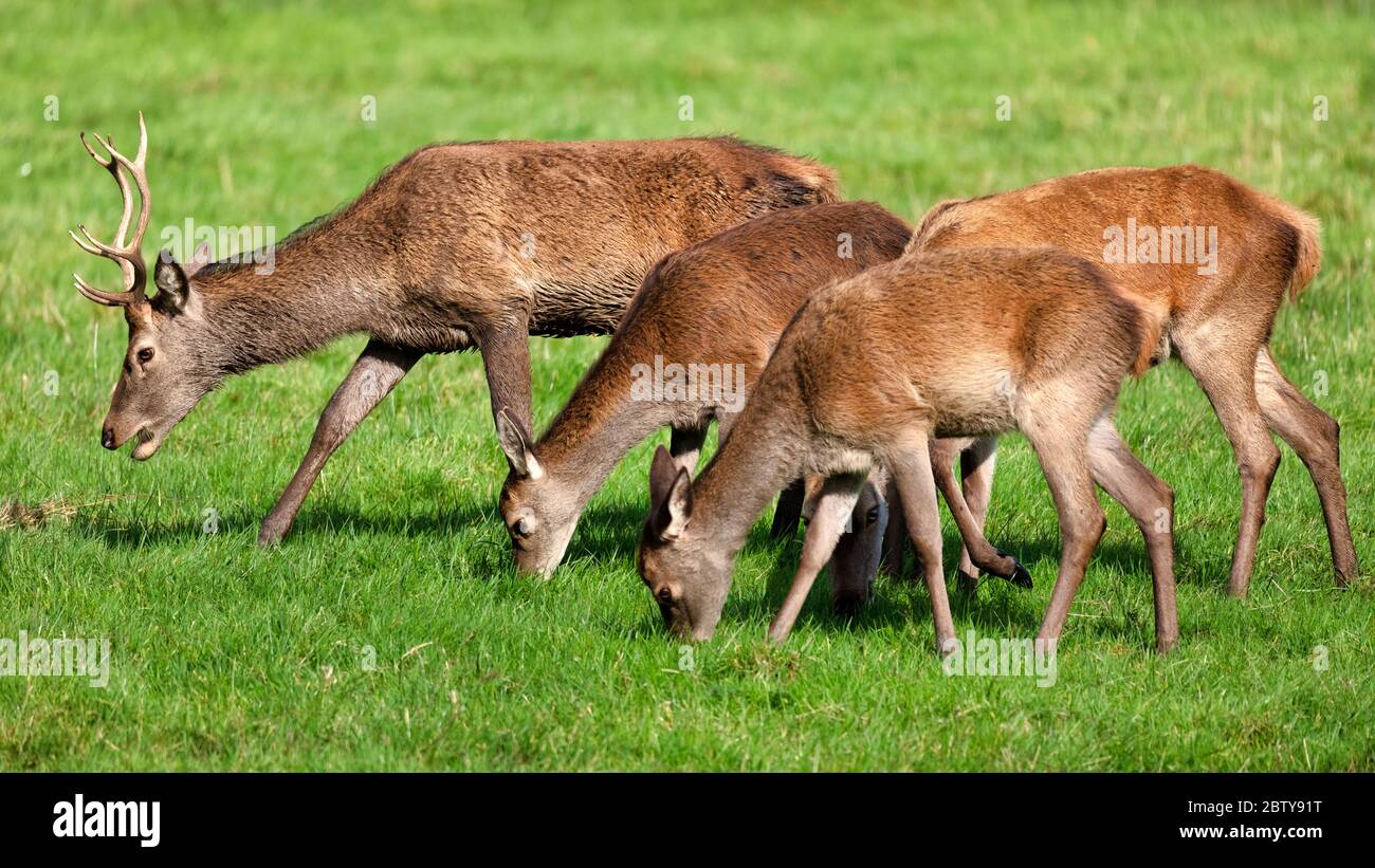 Red Deer, Killarney National Park, County Kerry, Munster, Republic of ...