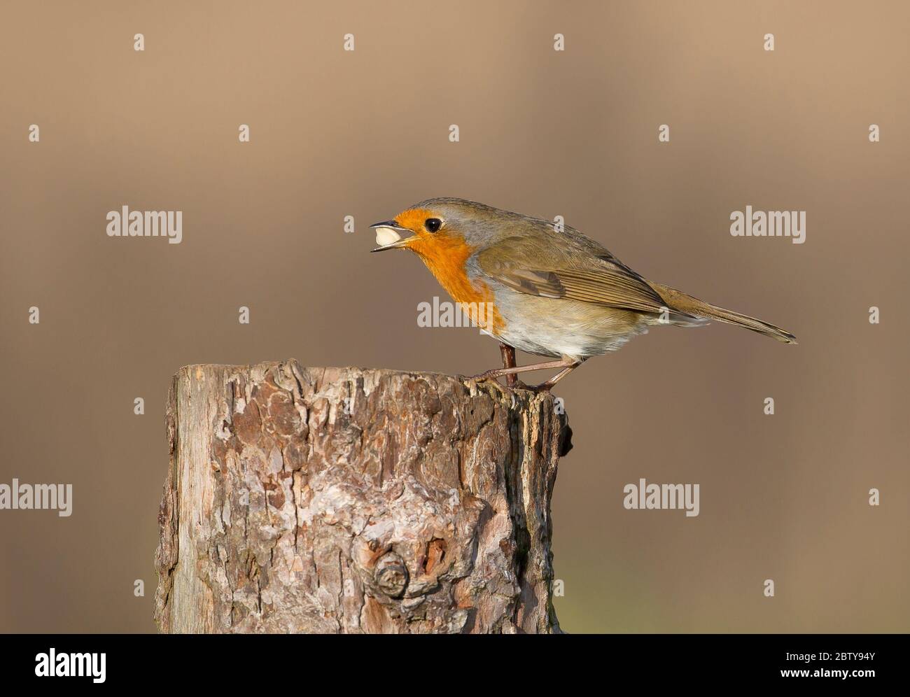 Side view close up of wild UK robin bird (Erithacus rubecula) isolated ...
