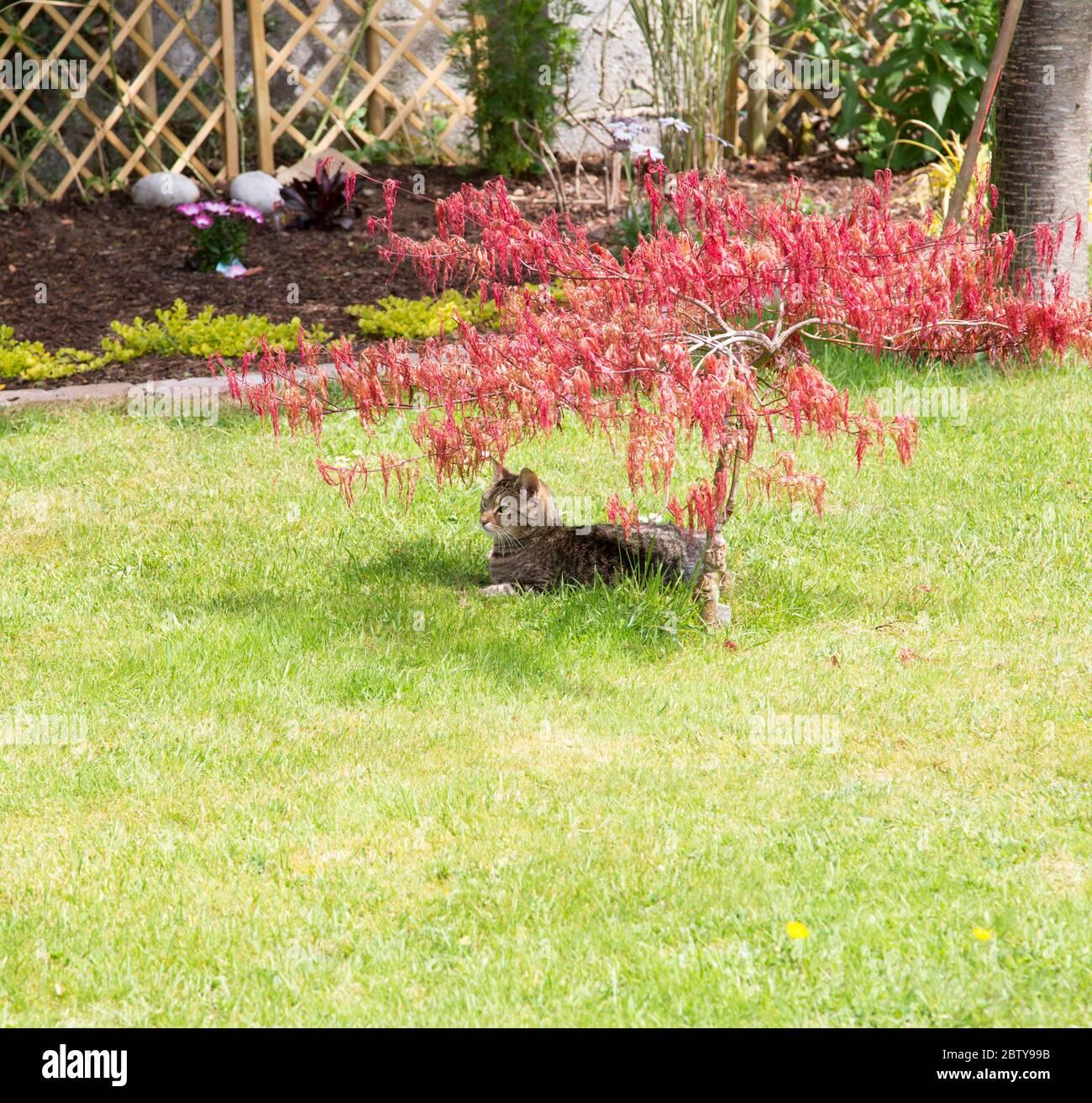 Japanese maple red emperor hi-res stock photography and images - Alamy